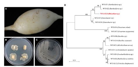 The Isolation And Characterization Of Endophytes Isolated From The Download Scientific Diagram