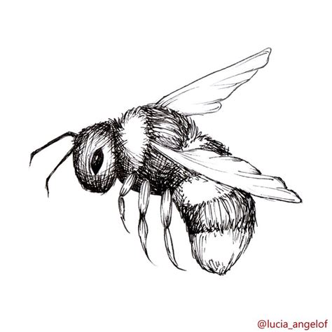 Bee Black And White Drawing