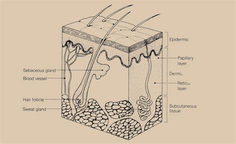Sebum And Epidermal Surface Lipids — Bene Organics