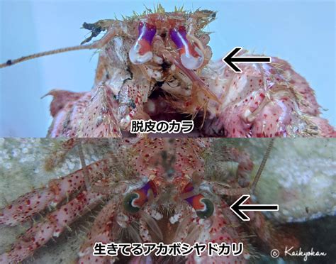 アカボシヤドカリが動かない 市立しものせき水族館海響館 公益財団法人下関海洋科学アカデミー 山口県下関市あるかぽーと 6番1号
