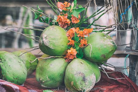 문화와 전통 베 니 티어 섬의 해변에서 코코넛과 붉은 부 겐 빌리 아 꽃의 구성 모리셔스 열대 기후에 대한 스톡 사진 및 기타 이미지 Istock
