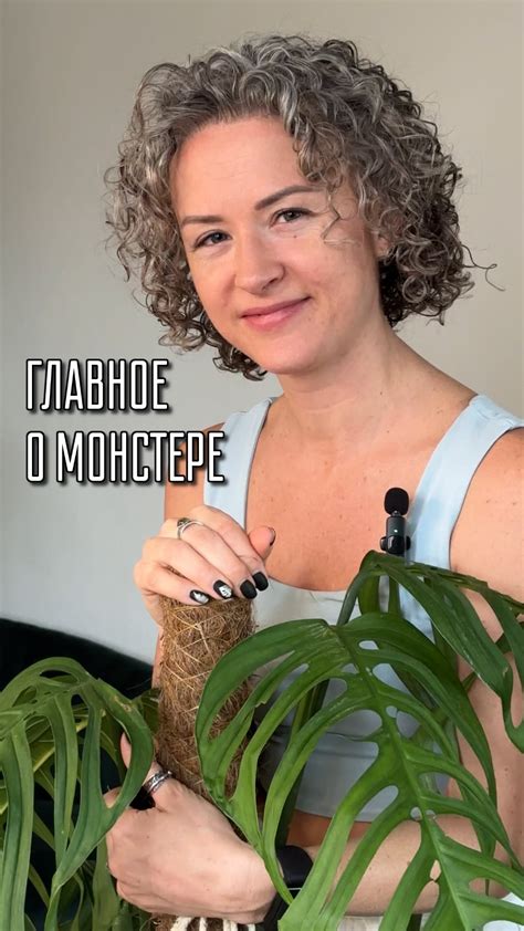 1 Хойя или восковой плющ Оооочень теневыносливая при этом стильная и красивая с темными