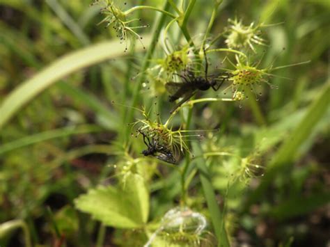 2023年5月9日 トキソウは最盛期 成東東金食虫植物群落を守る会