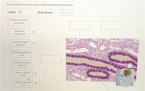 Solved Correctly Identify This Tissue Type And Label The
