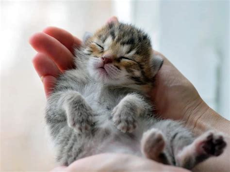 Зверь из сердца моего Его звали Тома Хикс И вырос он на улице куда