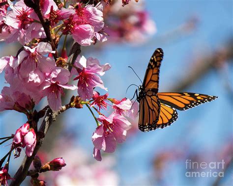 Butterfly And Cherry Blossoms Photograph By Cheryl Del Toro Fine Art
