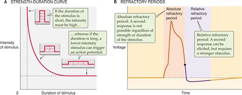 Electrical Excitability And Action Potentials Clinical Tree