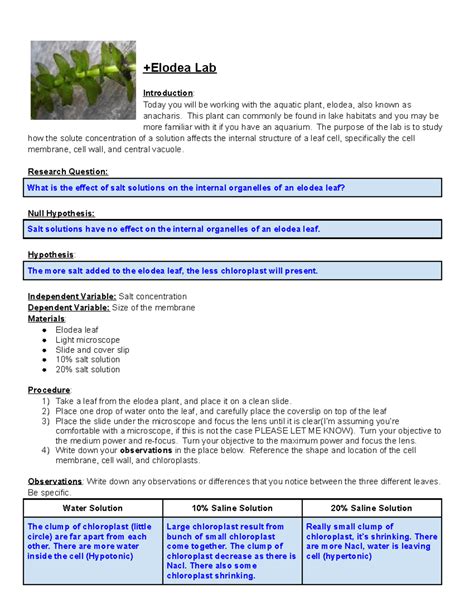 Subsute For Elodea In Microscope Lab Report Sle