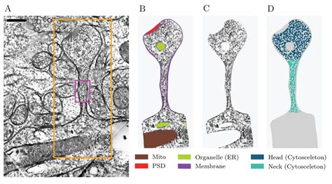 The Cytoskeleton Of Dendrites Forms A Uniform Gel In The Spine Neck And