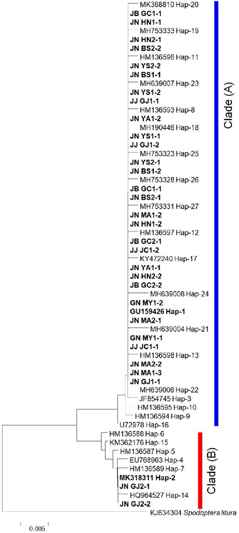 A Phylogenetic Tree Constructed By Nj Analysis Based On 31 Coi