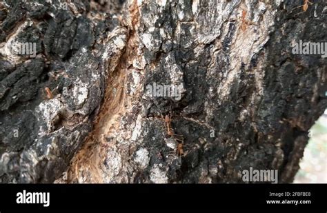 White Ant Damage On Tree Stock Videos And Footage Hd And 4k Video Clips