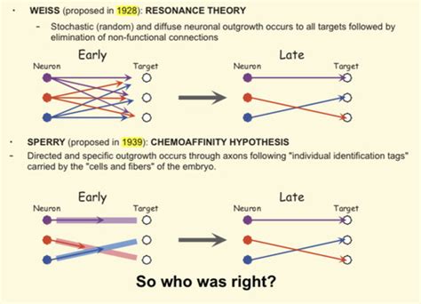 Axon Guidance Flashcards Quizlet