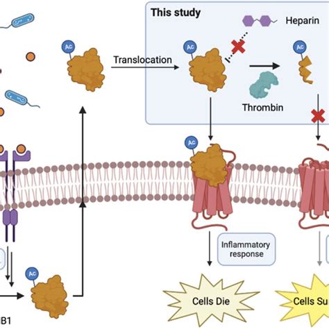 The Proposed Outcome For N Terminal Acetylation Of Hmgb1 Circulating Download Scientific