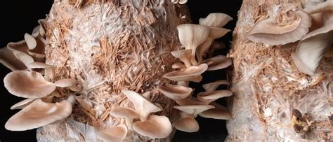 Mushroom Cultivation Pasteurising Bulk Substrate For Many Bags Of Shrooms