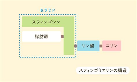 スフィンゴミエリン｜母乳事典｜母乳ラボ｜雪印ビーンスターク株式会社