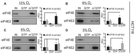 Analysis Of Cap Binding Proteins In Human Cells Exposed To Physiological Oxygen Conditions