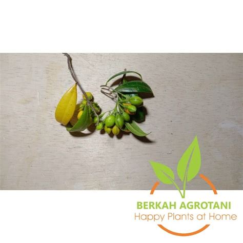 Harga Biji Pohon Gaharu Terbaru Sep BigGo Indonesia