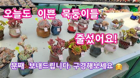 230405이쁜 묵둥이들 분째로 시집보냅니다 금장다육 Youtube