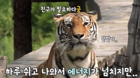 백두대간 호랑이 망아지 같은 출근길을 보여준 무궁 결국 오빠의 빈자리를 느끼는 태범이 없이 두번째 출근의 무궁아웅 심심 무궁이는 새로운 친구가 필요해