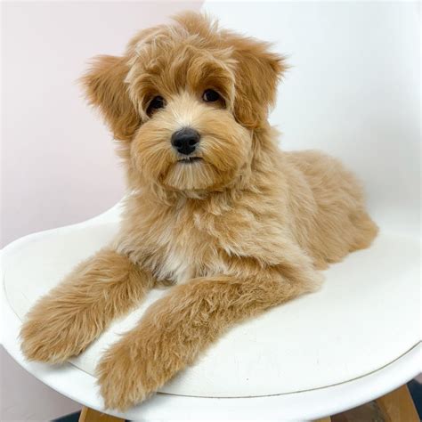 Bella Pooch Found A Home Male Cocker Spaniel Facebook