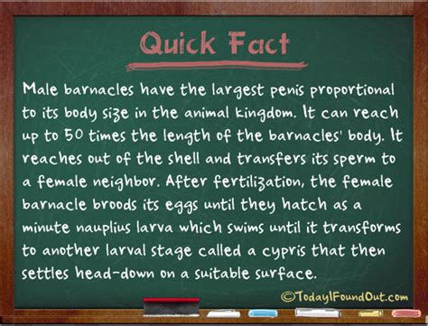 Male Barnacles Have The Largest Penis Proportional To Their Body Size