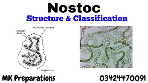 Nostoc Structure And Its Classification Cyanobacteria Bsc Botany Mk Preparations Youtube