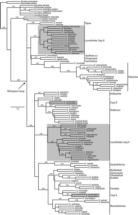 Tree From The Coalescent Based Estimate Based On The Best Trees From Download Scientific