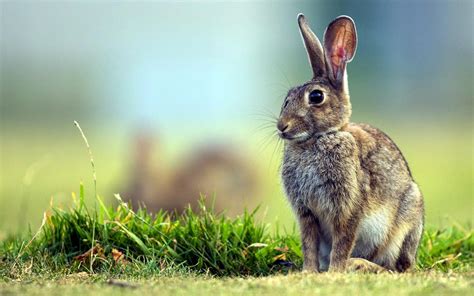 Крутые обои заяц