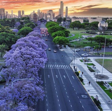 A Hurricane Of Jacarandas R Encanto