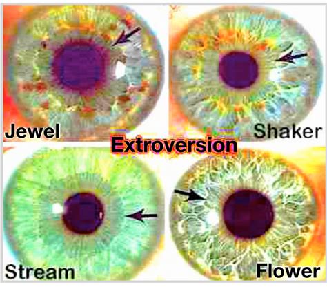 Mbti Introvert Vs Extrovert Anatomy Part 2 Heal And Grow For Acoas