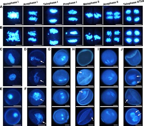Dapi Stained Showing Microspore Development Of Untreated And Chemical Download Scientific