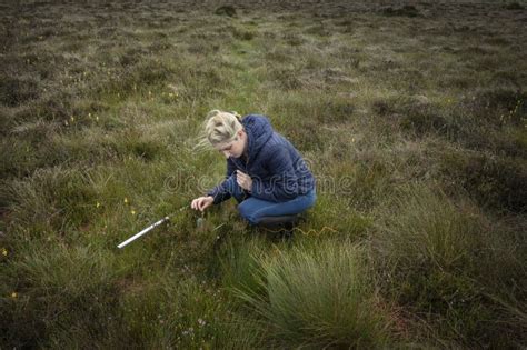 Measuing The Water Level Of The Bog Editorial Image Image Of Bogland Council 258879025