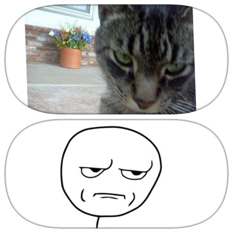 I Love My Cat Meme By Nosh118 Memedroid
