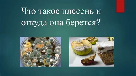 Что такое плесень и откуда она берется? - презентация онлайн