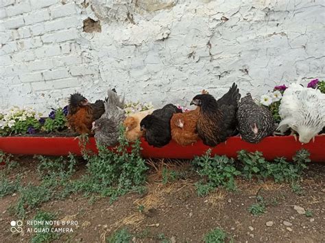 Купить куры несушки Куры молодки по низким ценам от птицефабрики 🐔 Продажа куриц🐓