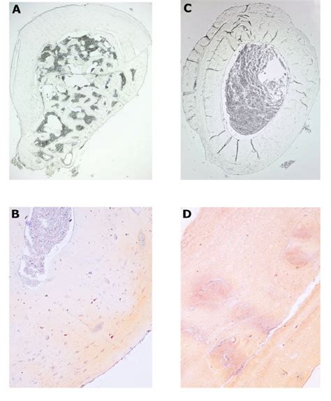 Morphological And Histological Analysis Of Bone Defect Reconstruction