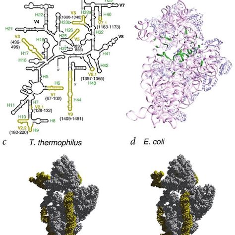 Secondary And Tertiary Structures Of The 16s Rrna A Variable Regions Download Scientific