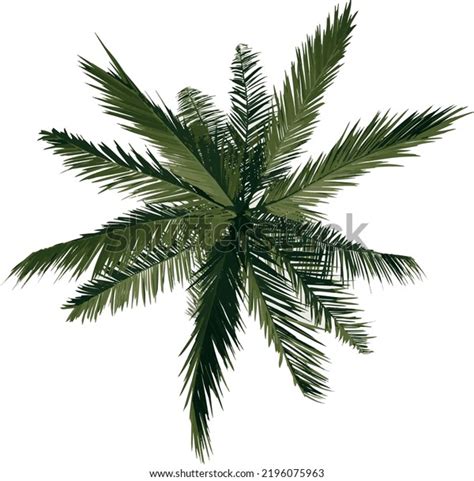 Top View Tree Adolescent Coconut Tree Stock Vector Royalty Free