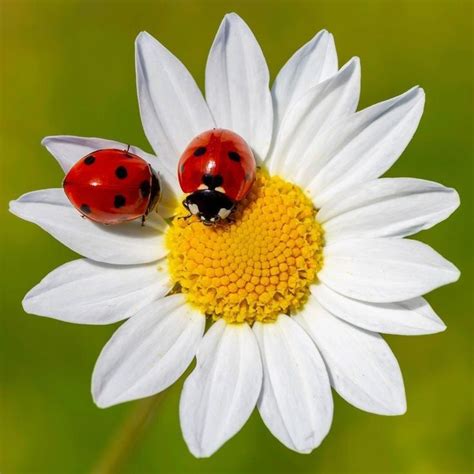 Група Маргаритка ДГ 49 Радост София Изгрев