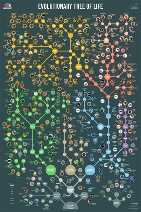 Evolutionary Tree Of Life Chart World History Charts