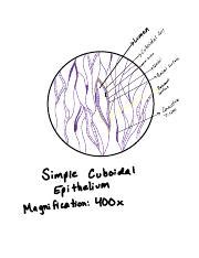 Simple Cuboidal Epithelium Pdf Course Hero