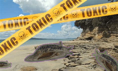 The Toxic Dog Killing Sea Slug To Watch Out For This Summer The Spinoff