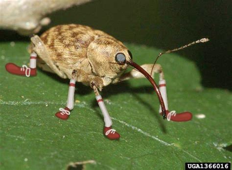 Weevil Shoes Rweevilswithshoes