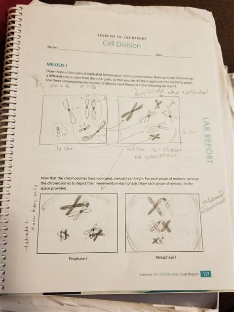 Solved EXERCISE 10 LAB REPORT Cell Division Name MEIOSIS Chegg Com
