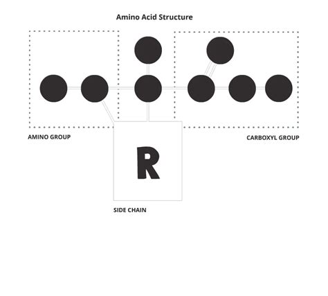 Protein Amino Acid Structure