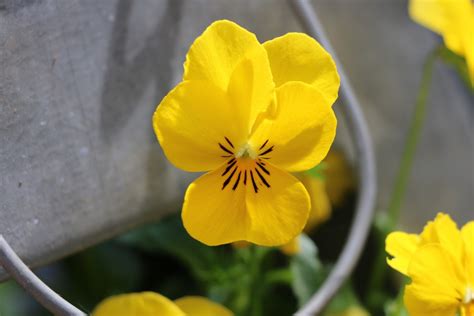 무료 이미지 꽃잎 생각 식물학 노랑 플로라 야생화 매크로 사진 팬지 꽃 피는 식물 육상 식물 보라색 가족