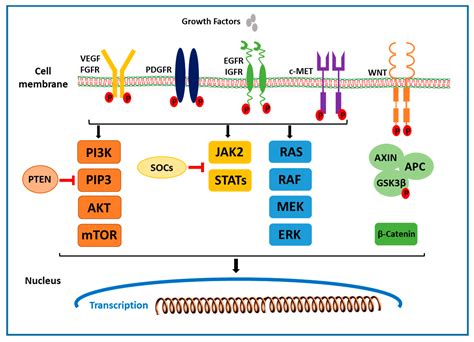 Signaling Pathways In Cancer Treatment At Mercedes Caldwell Blog