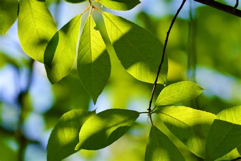 春天的稠李树叶，原创拍摄