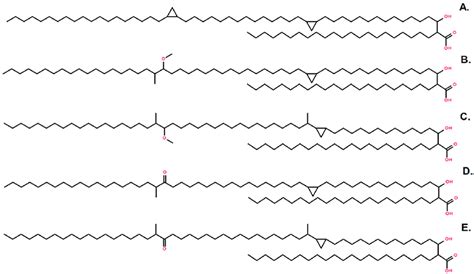 Different Forms Of Mycolic Acids In Mycobacterium Tuberculosis Download Scientific Diagram
