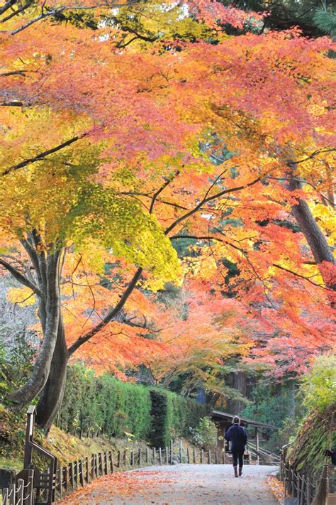 紅葉の散歩道 GANREF
